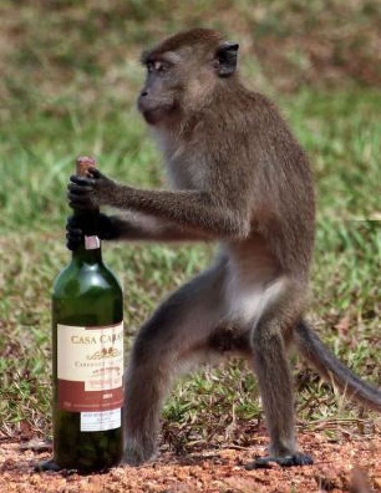 野象狂饮30公斤醉倒？那些动物饮酒的奇葩事件… - 仍喜于分享